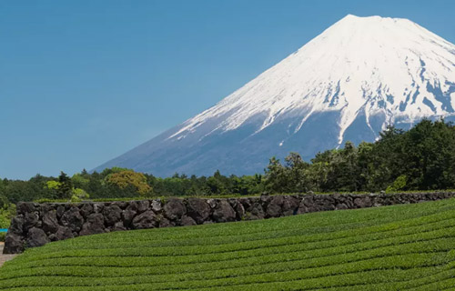 Palestra // Conhecendo mais sobre a exposição ‘NIHONCHA - introdução ao ...