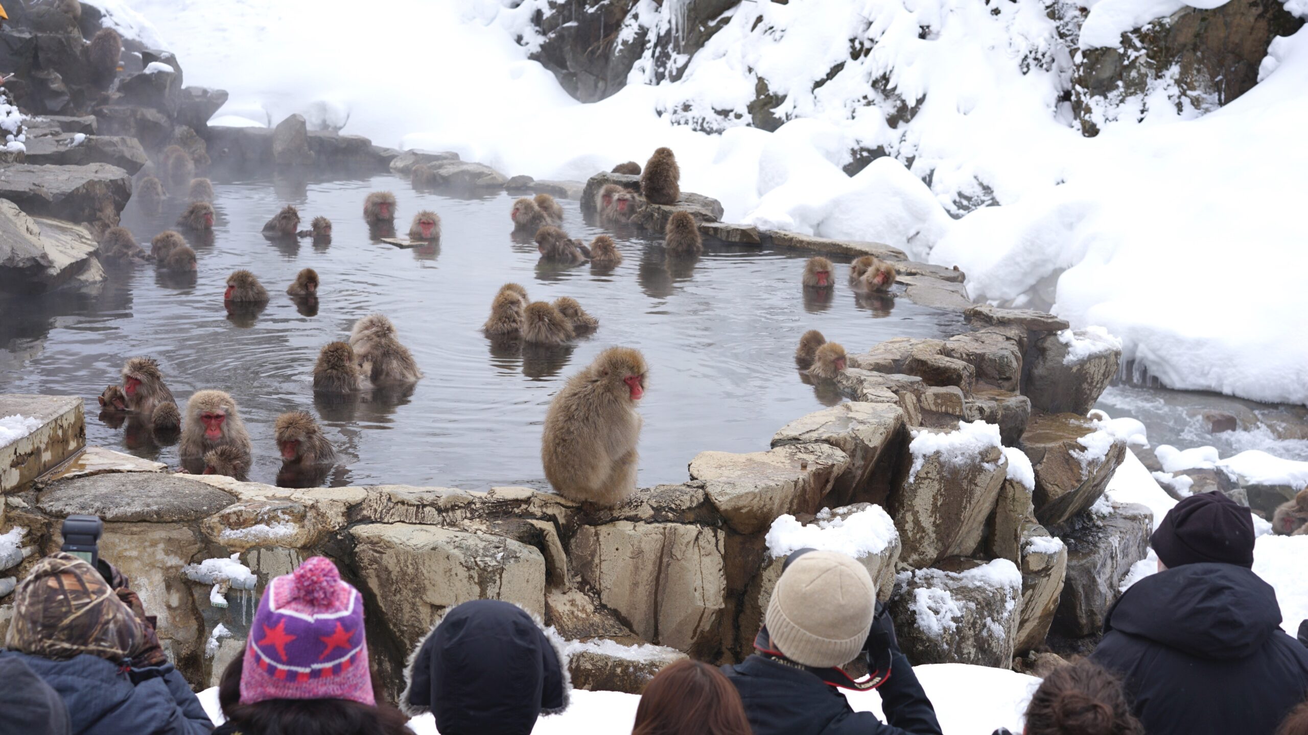 Nagano: o Parque dos Macacos da Neve de Jigokudani