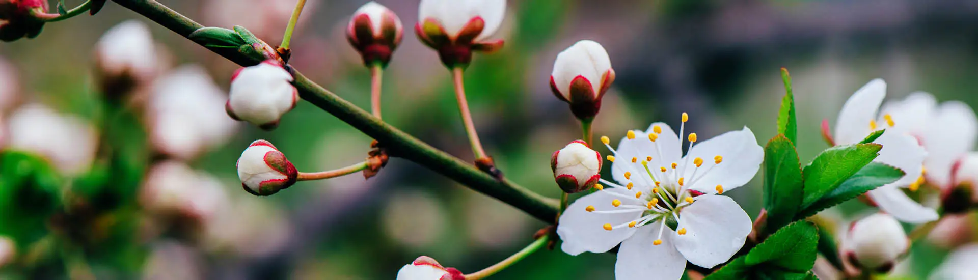 Entienda la baika, floración de ciruelos que anuncia la primavera
